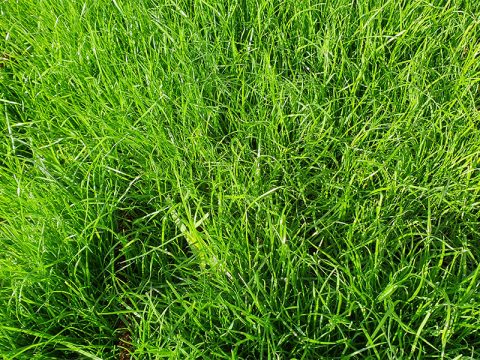 Premium Grass Seed Selection - Gardenscape